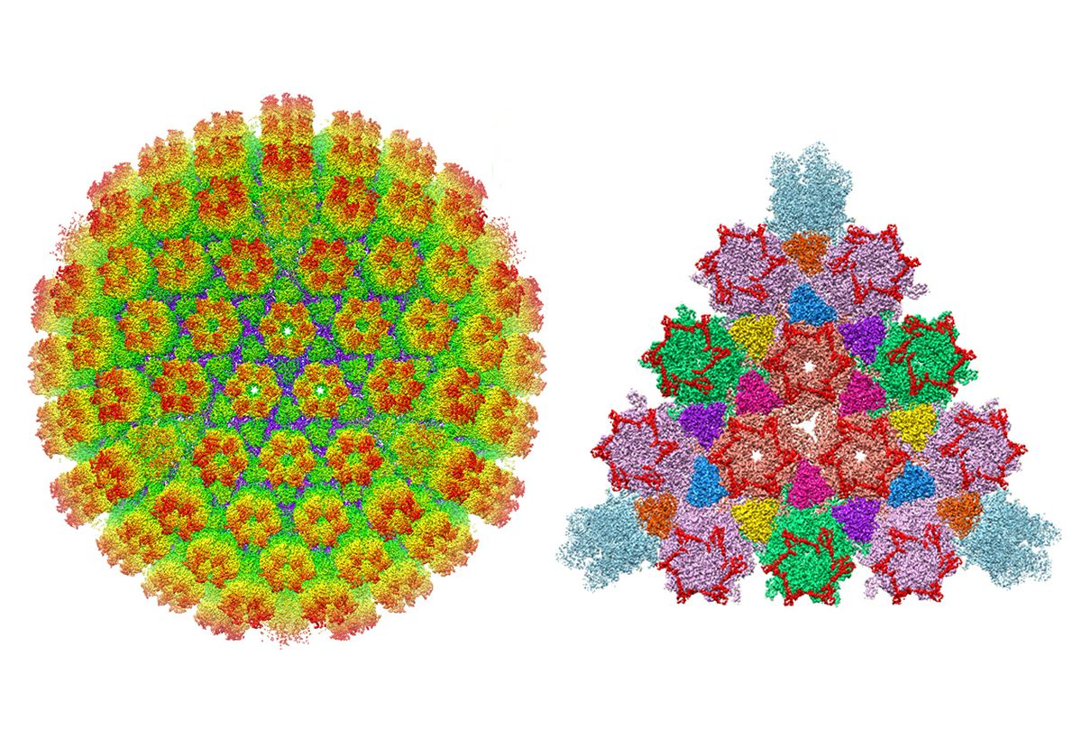 UCLA study describes structure of tumor herpes virus associated with Kaposi’s sarcoma | UCLA